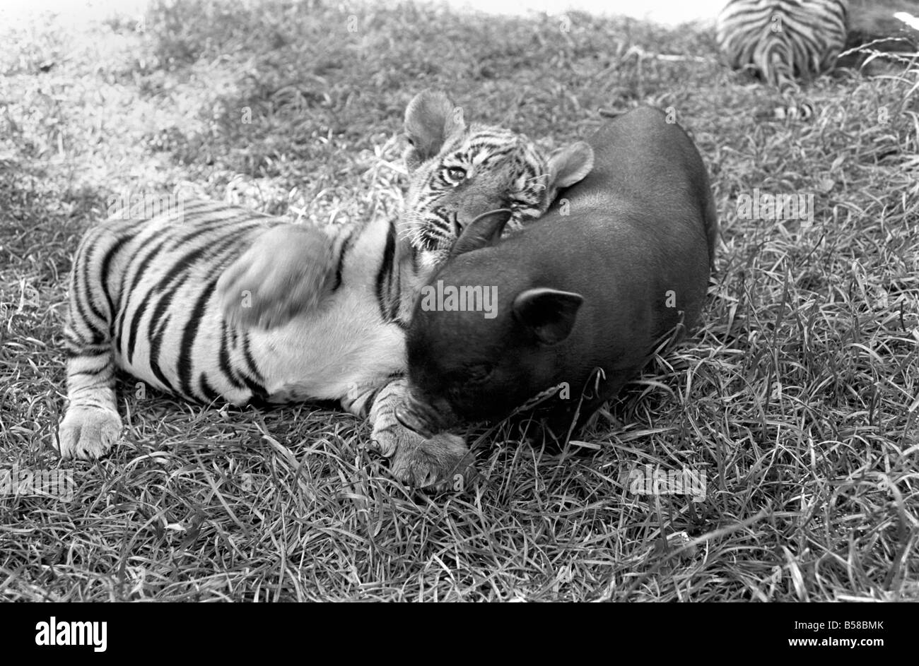 Tiger cub and Vietnamese pig at Zoo. 77-04303-001 Stock Photo - Alamy