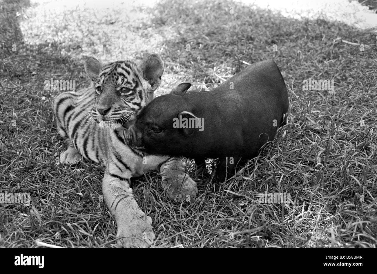 Tiger cub and Vietnamese pig at Zoo. 77-04303-002 Stock Photo - Alamy