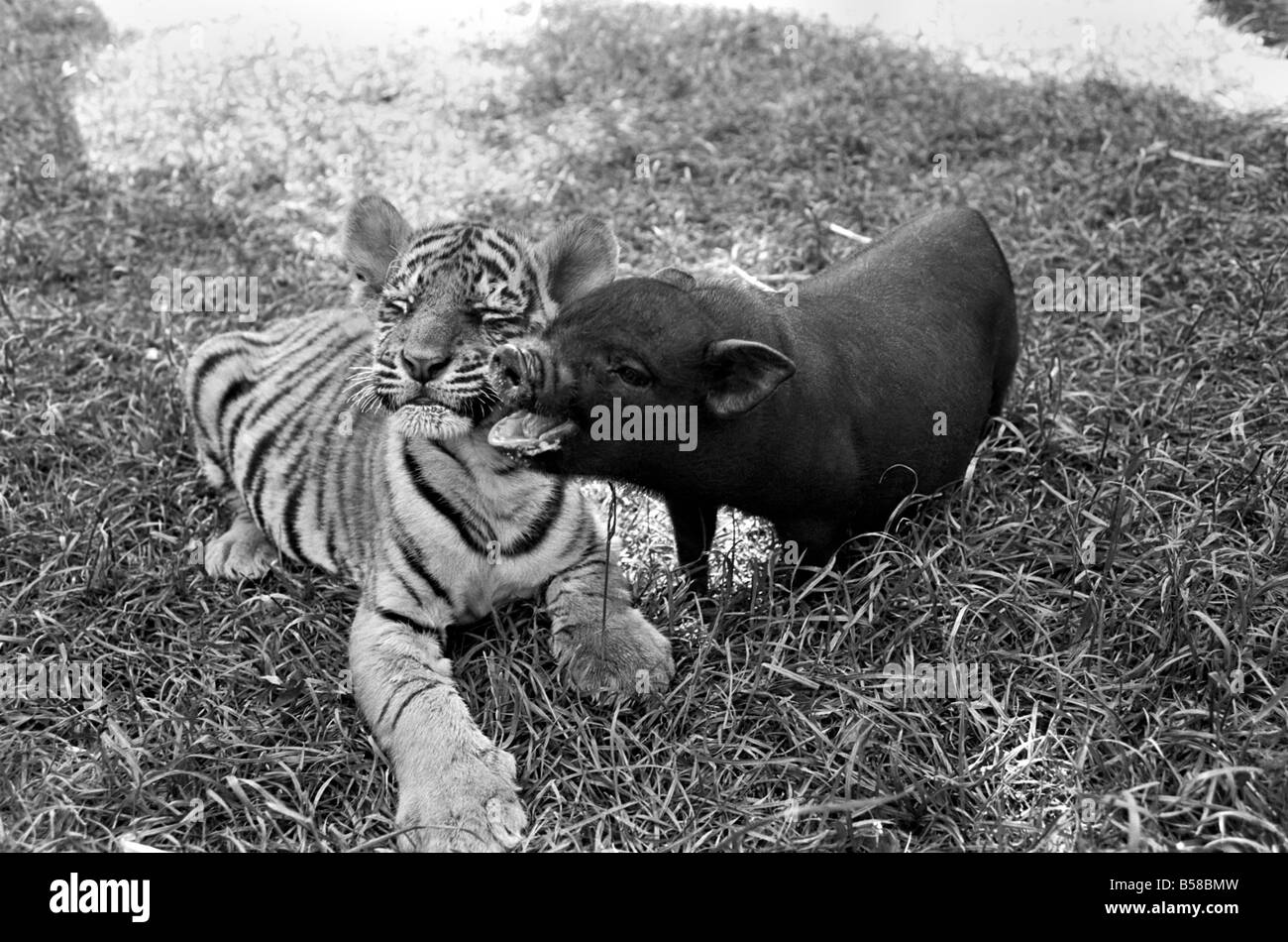 Vietnamese zoo animals hi-res stock photography and images - Alamy