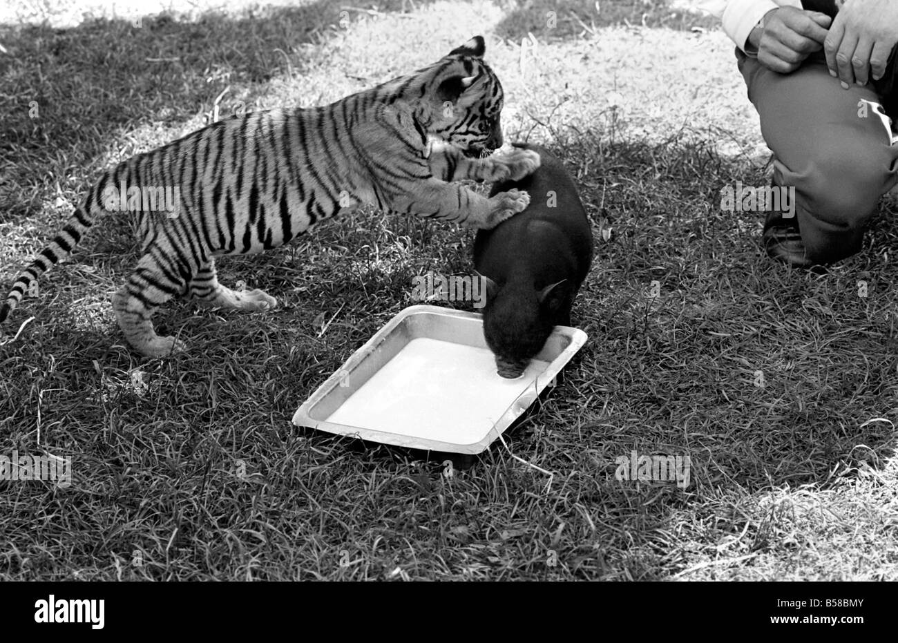 Tiger cub and Vietnamese pig at Zoo. 77-04303-004 Stock Photo - Alamy