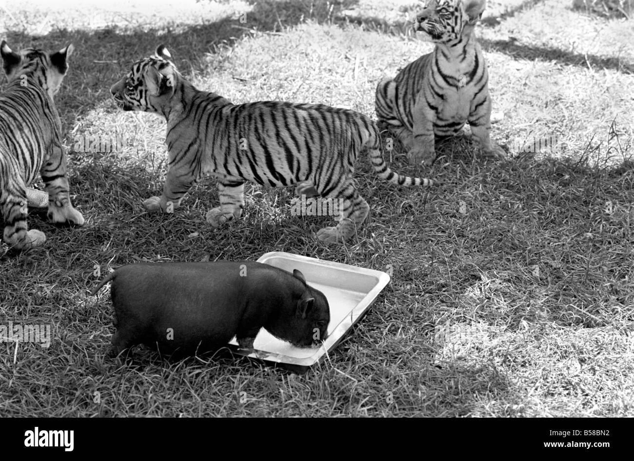 Tiger cub and Vietnamese pig at Zoo. 77-04303-005 Stock Photo - Alamy