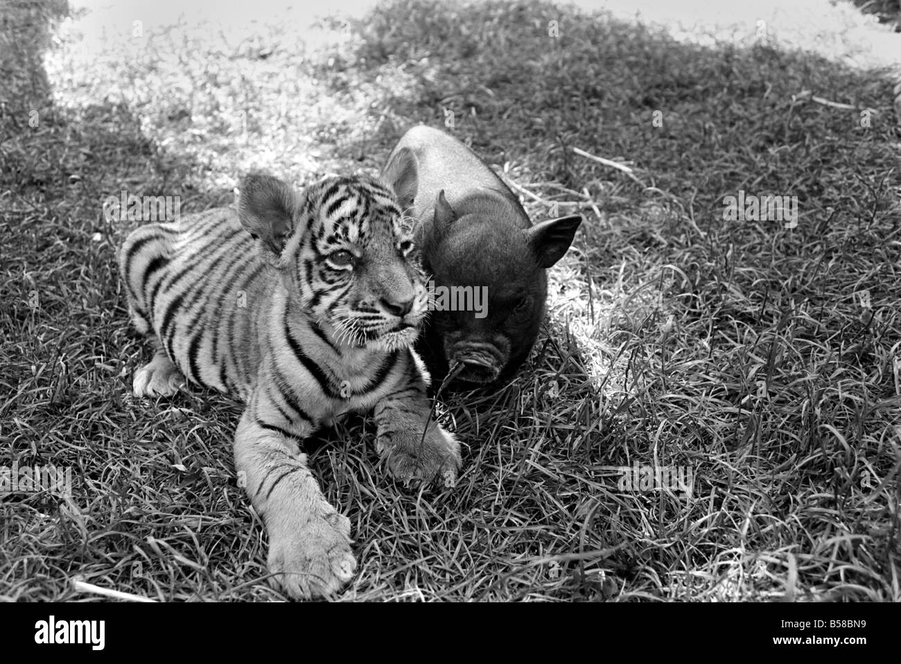 Tiger cub and Vietnamese pig at Zoo. 77-04303-007 Stock Photo - Alamy