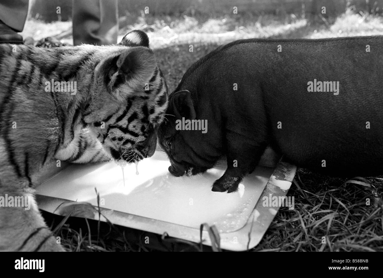 Tiger milk Black and White Stock Photos & Images - Alamy
