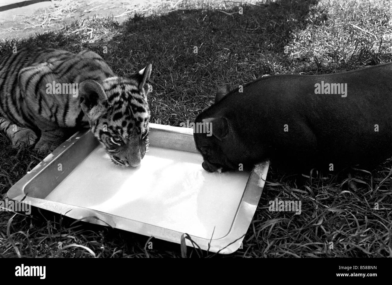 Tiger cub and Vietnamese pig at Zoo. 77-04303-011 Stock Photo - Alamy