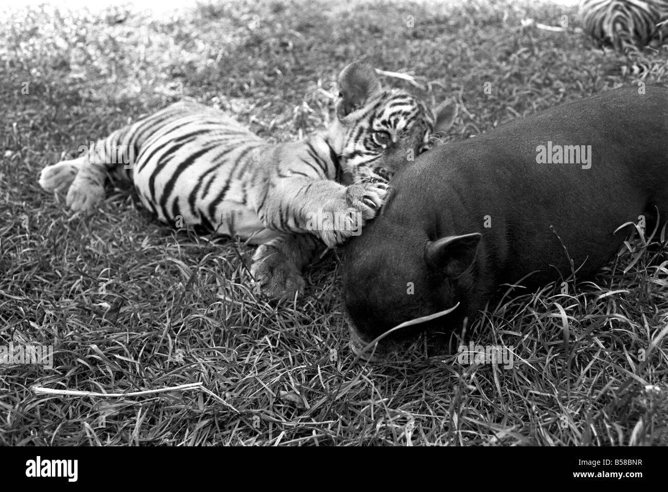 Tiger cub and Vietnamese pig at Zoo. 77-04303 Stock Photo - Alamy