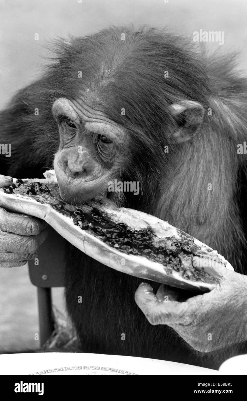 Twycross zoo Black and White Stock Photos & Images - Alamy