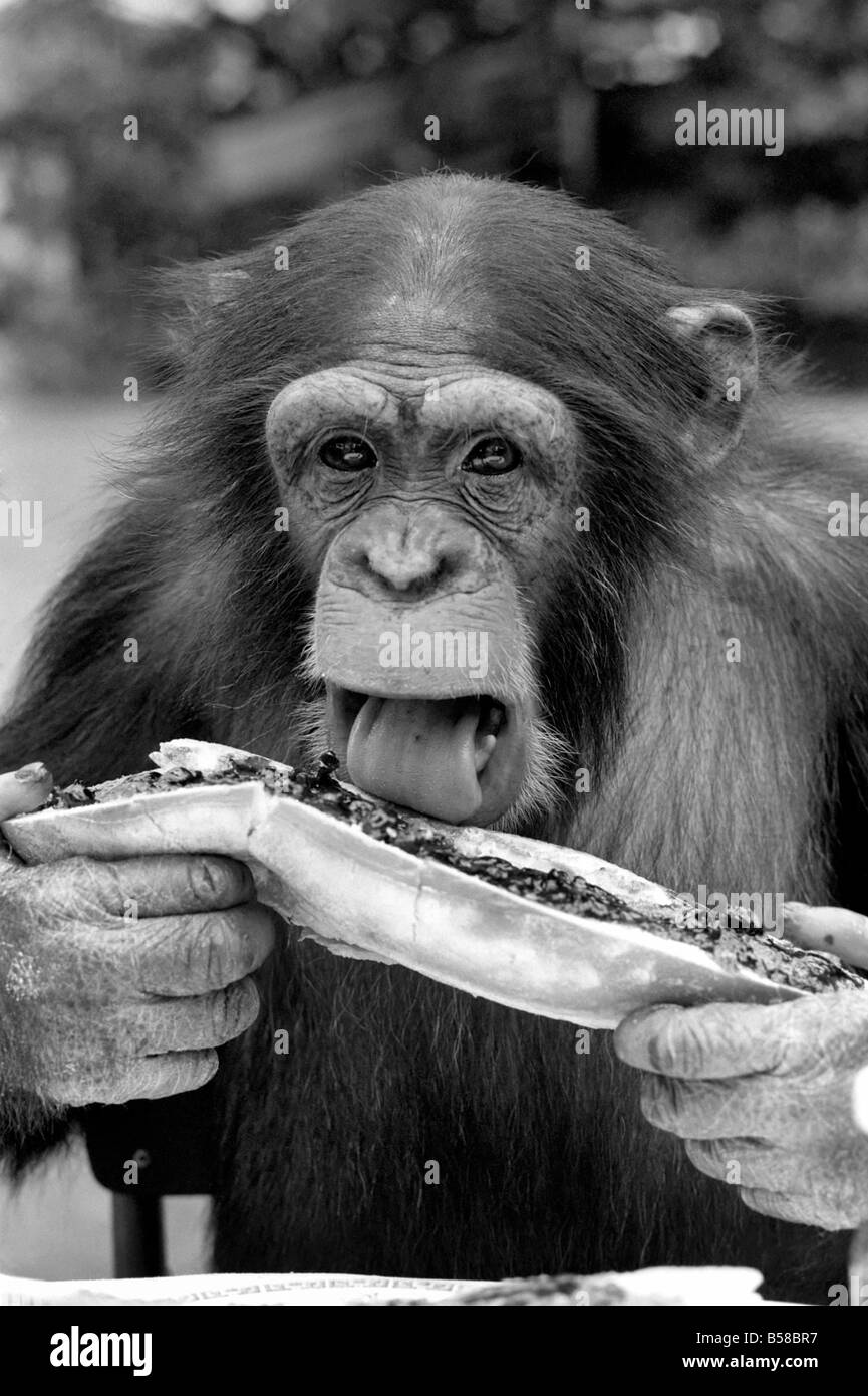Chimpanzees eating Black and White Stock Photos & Images - Alamy