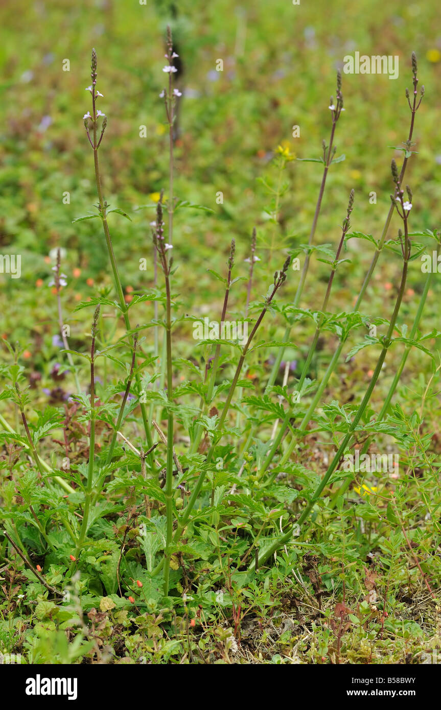 Vervain Verbena officinalis Stock Photo - Alamy