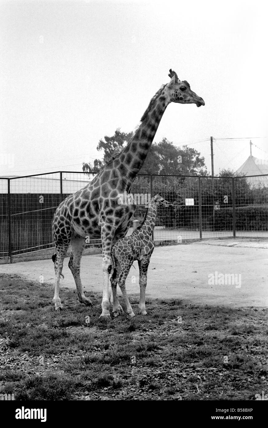 Little and Large , Delilah and baby giraffe seen here at Chessington ...