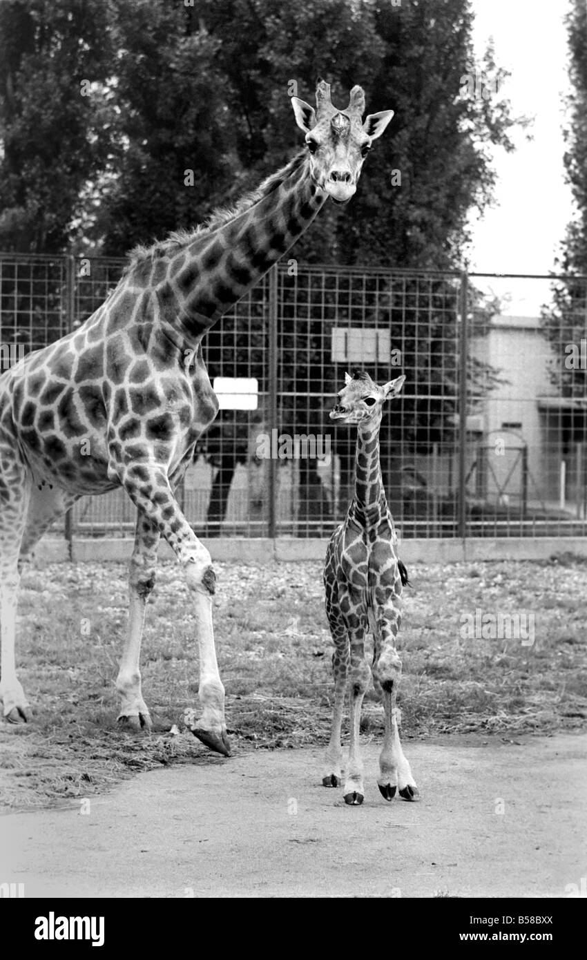 Baby giraffe for chessington zoo Black and White Stock Photos & Images ...