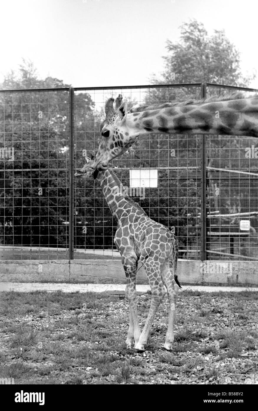 Little and Large, Delilah and baby giraffe seen here at Chessington Zoo ...