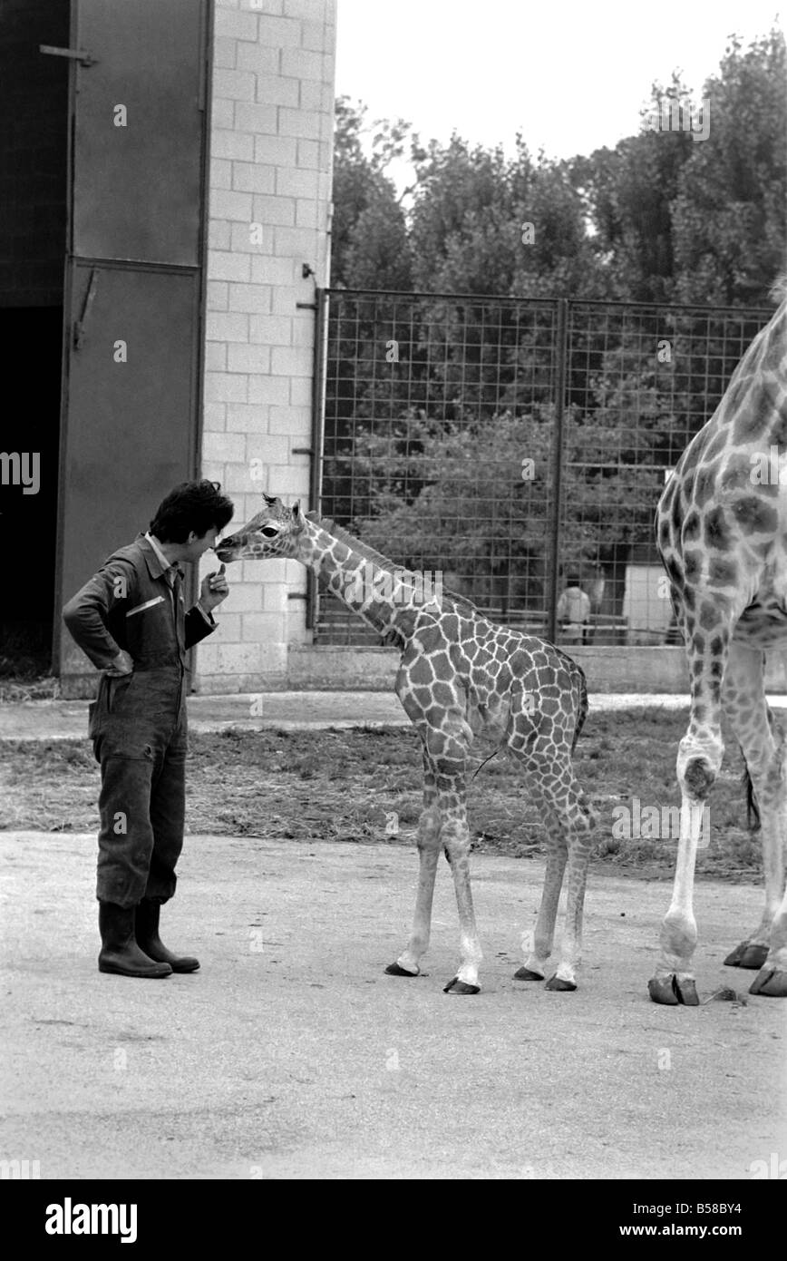 Baby giraffe seen here at Chessington Zoo checks out the Zoo Keepers ...
