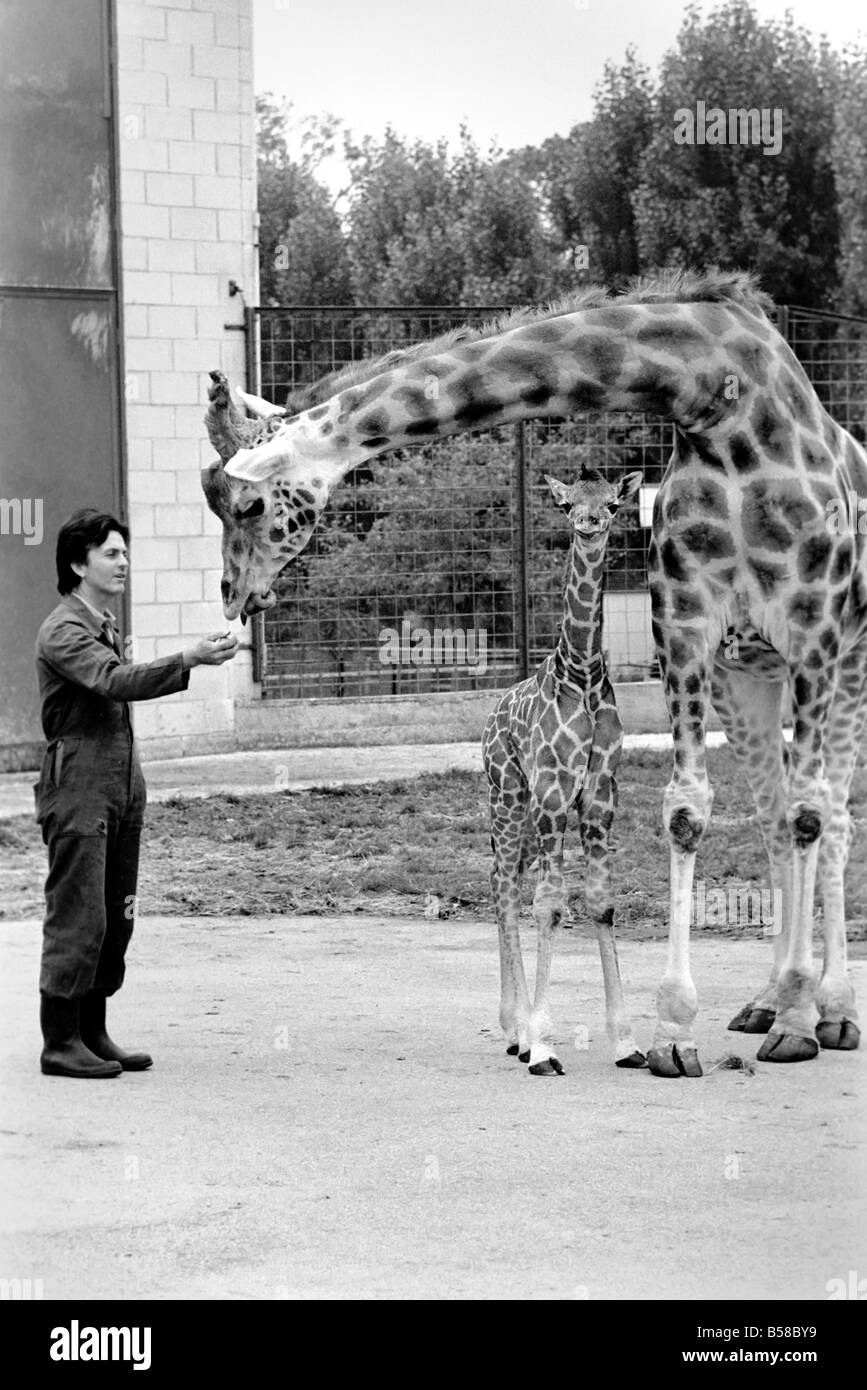 Delilah and baby giraffe seen here at Chessington Zoo with their Zoo ...