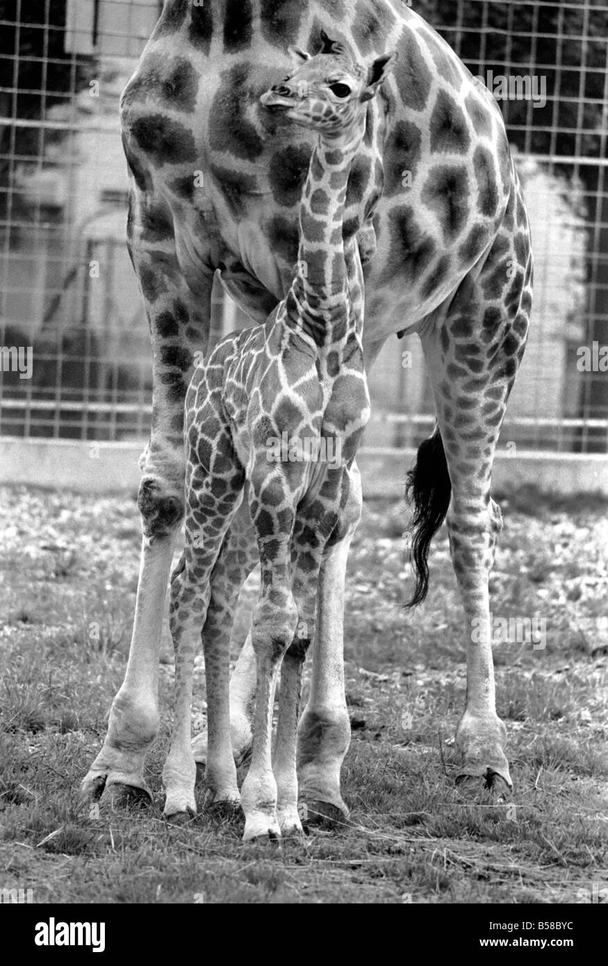 Baby giraffe for chessington zoo Black and White Stock Photos & Images ...