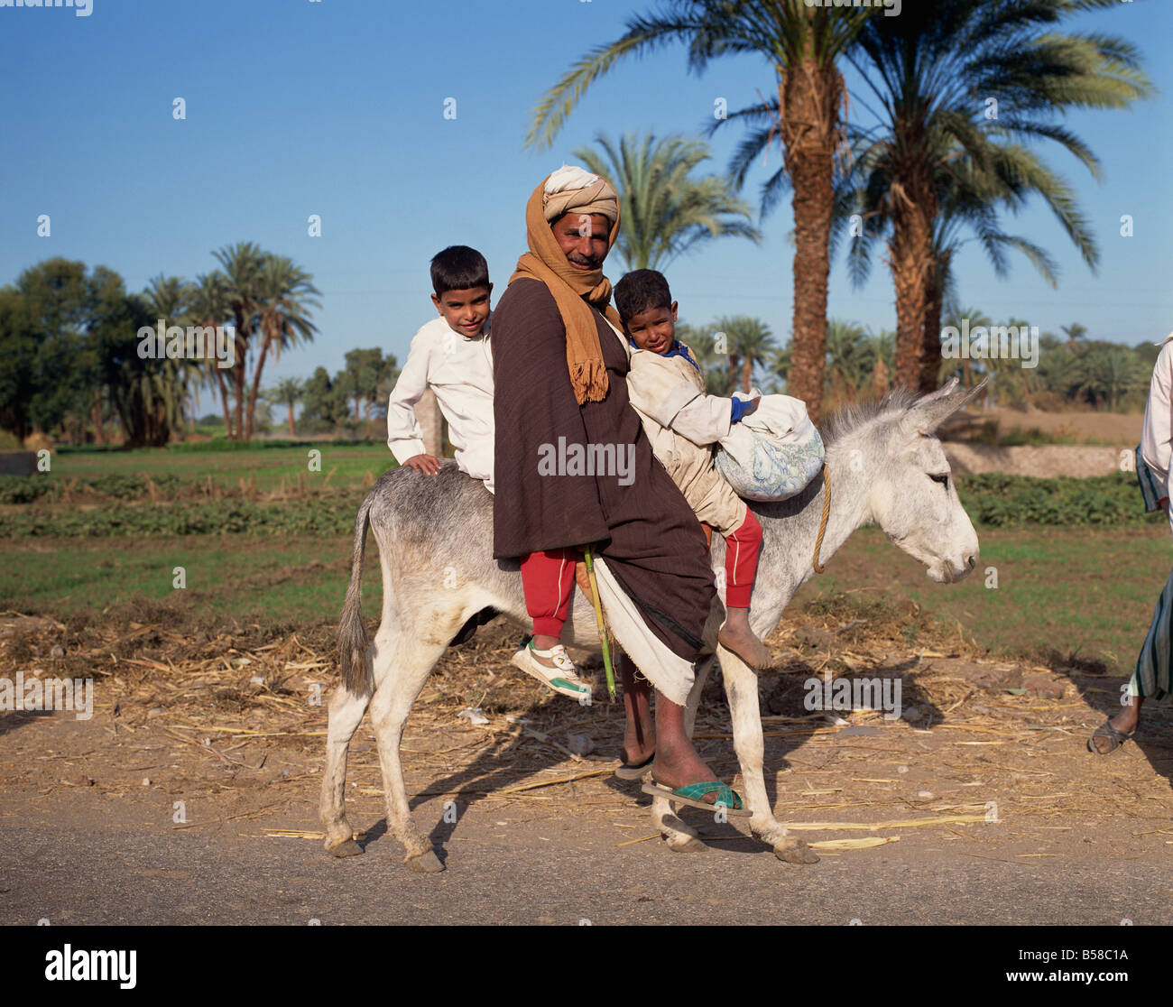 Portrait of a man and two boys riding a donkey Egypt North Africa ...