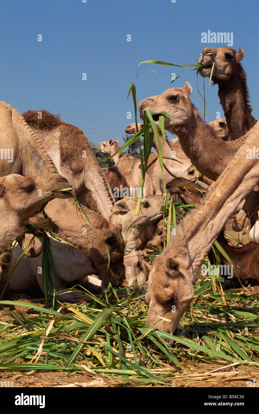 Camels eating fodder at the camel market at Dawra Egypt Stock Photo - Alamy