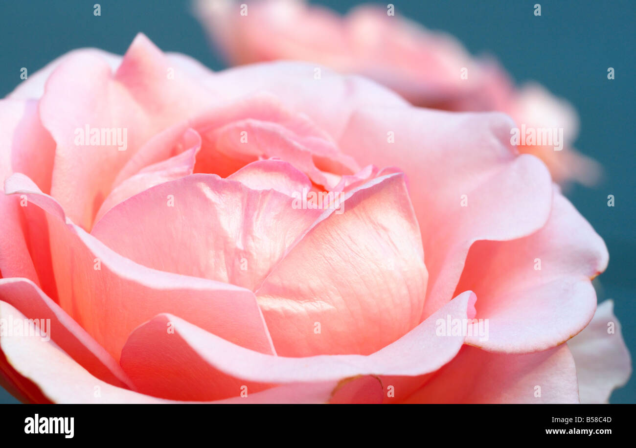 Flower of rose on flower bed Stock Photo - Alamy