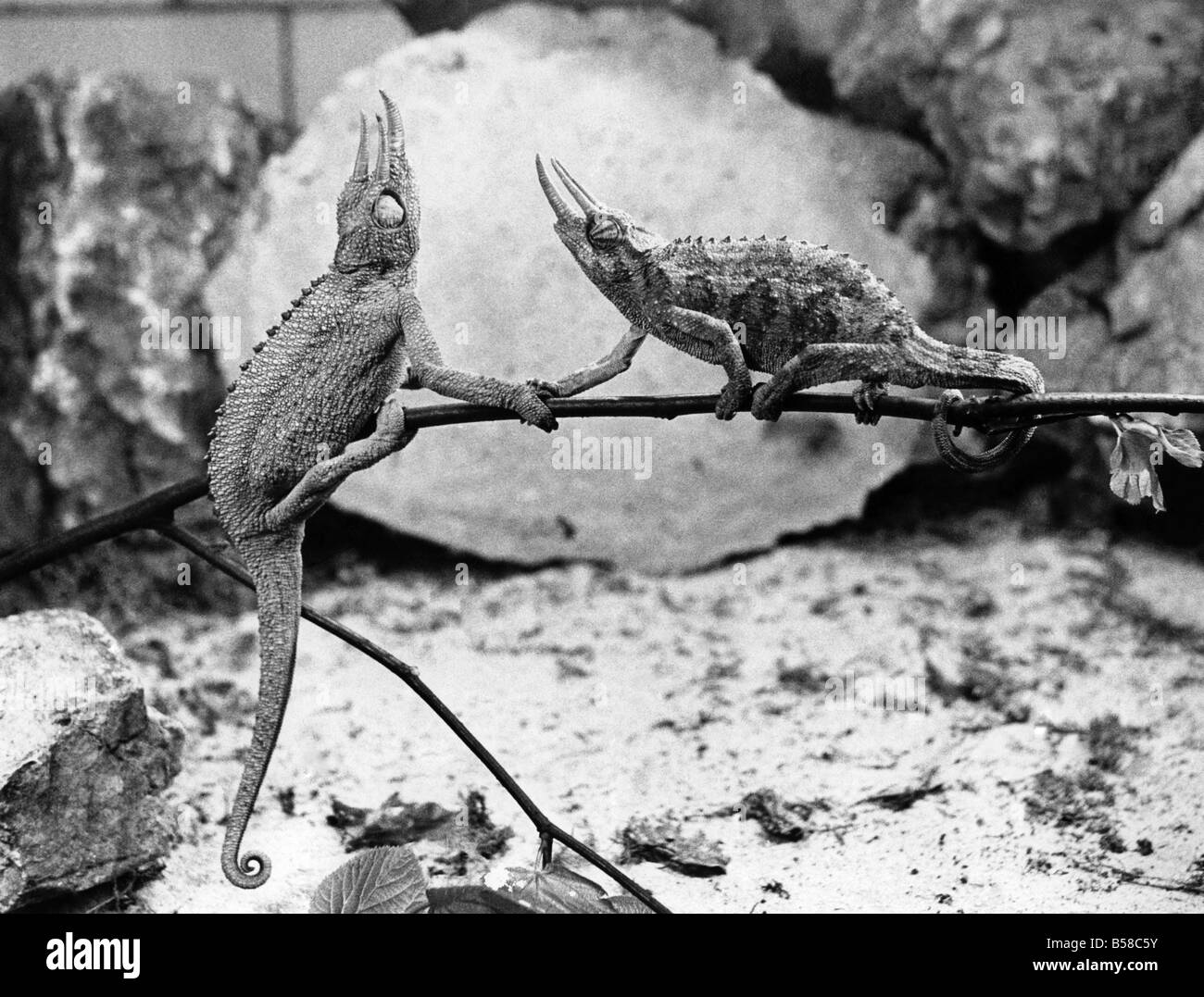 Two chameleons hi-res stock photography and images - Alamy
