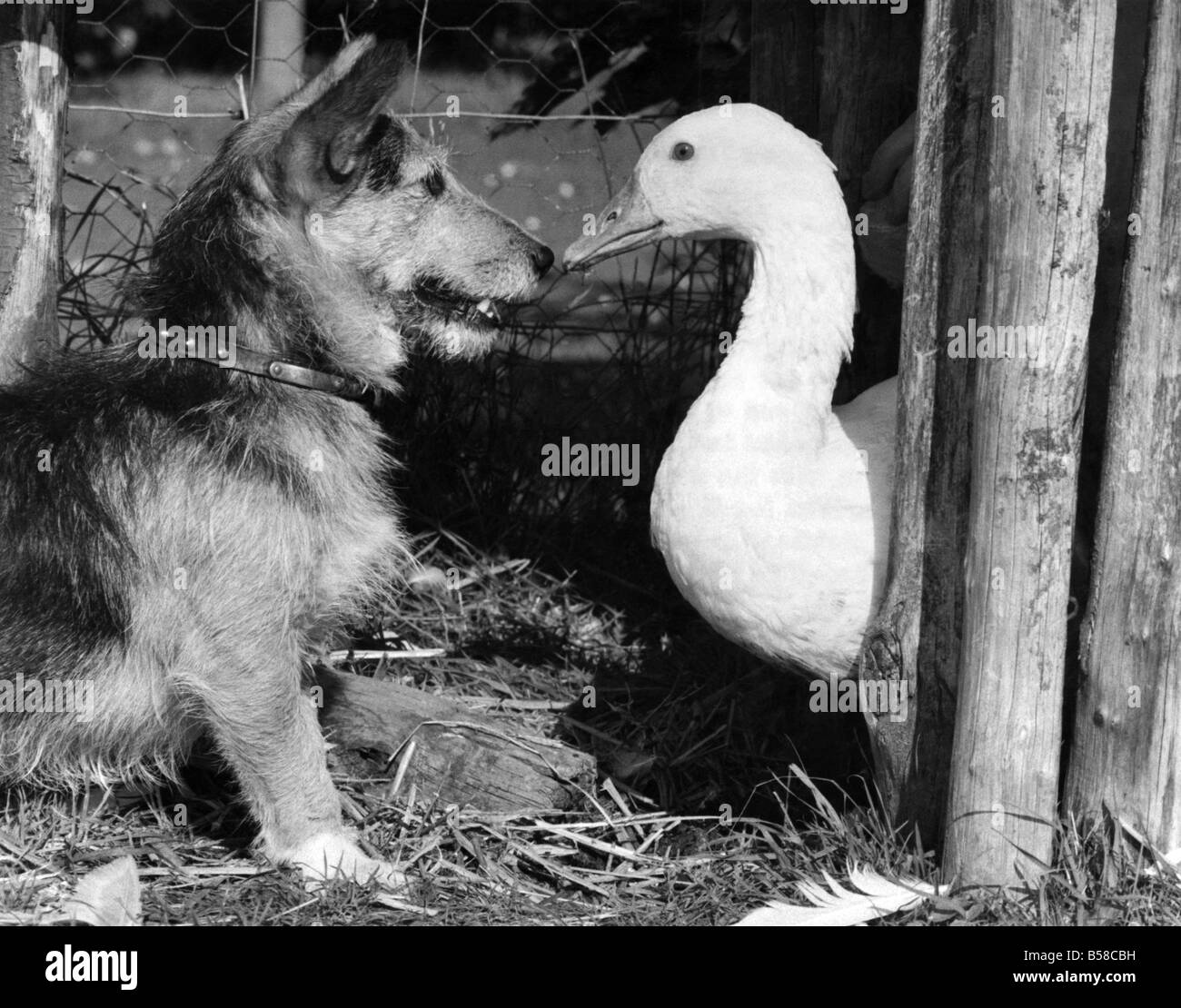 Rats in Retirement: Goose Chase... Rats the dog with a reluctant ...