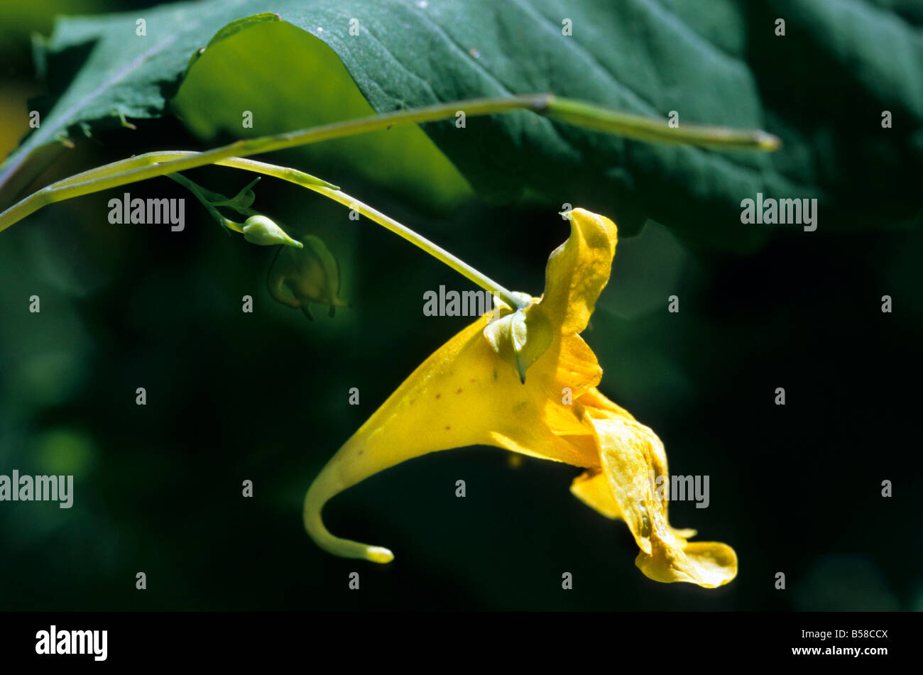 Small yellow balsam hi-res stock photography and images - Alamy