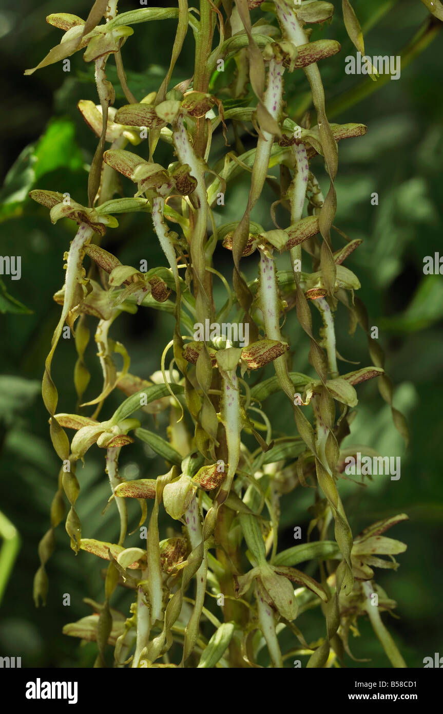 Lizard Orchid Himantoglossum hircinum Stock Photo - Alamy