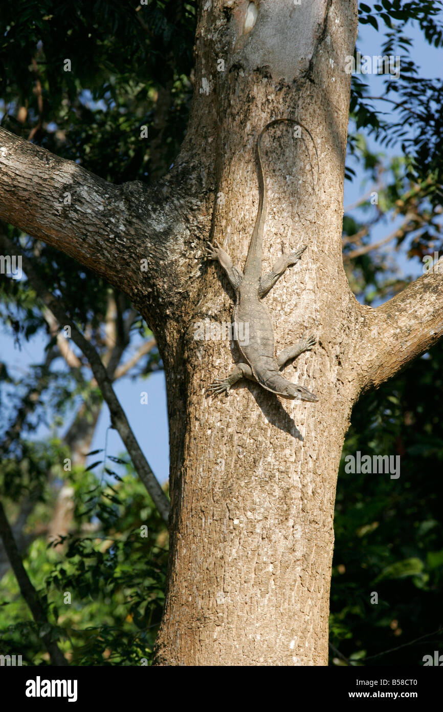 Monitor lizard sitting on the tree, Sabah, Borneo, Malaysia Stock Photo ...