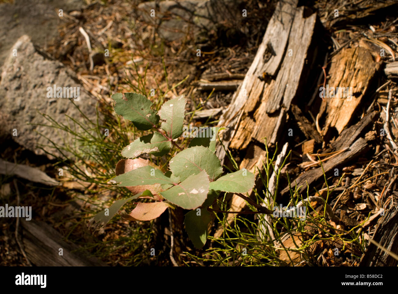 Foliage sprout hi-res stock photography and images - Alamy