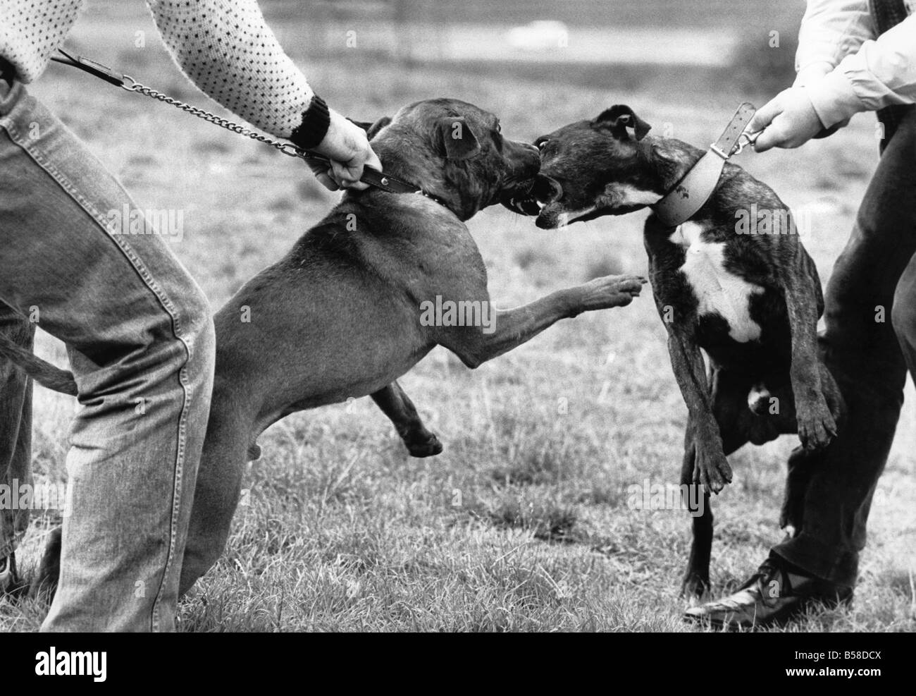 Dogfighting story. Mad Mick (L) sparring with another dog. August 1987 ...