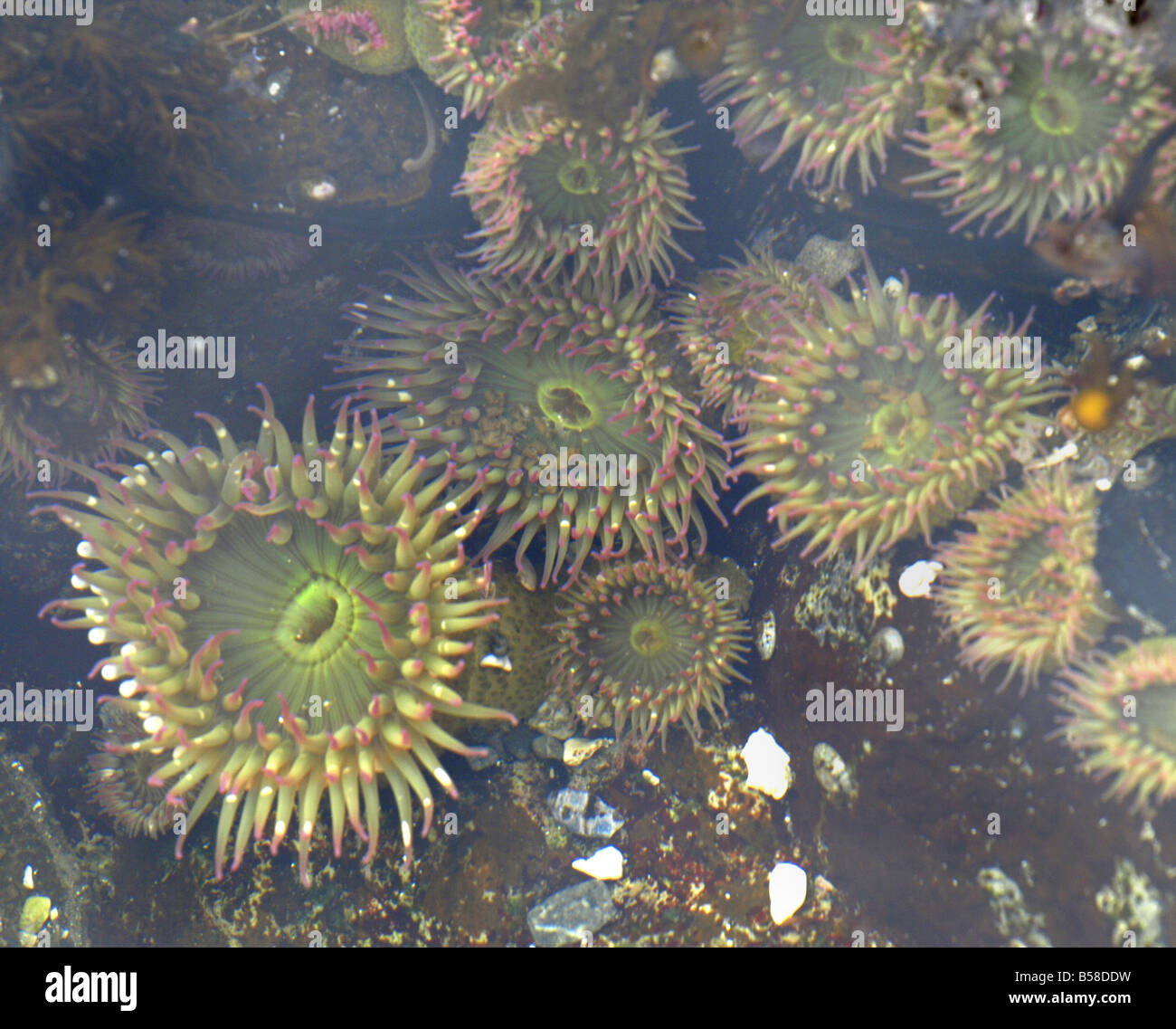 British coastal life hi-res stock photography and images - Alamy