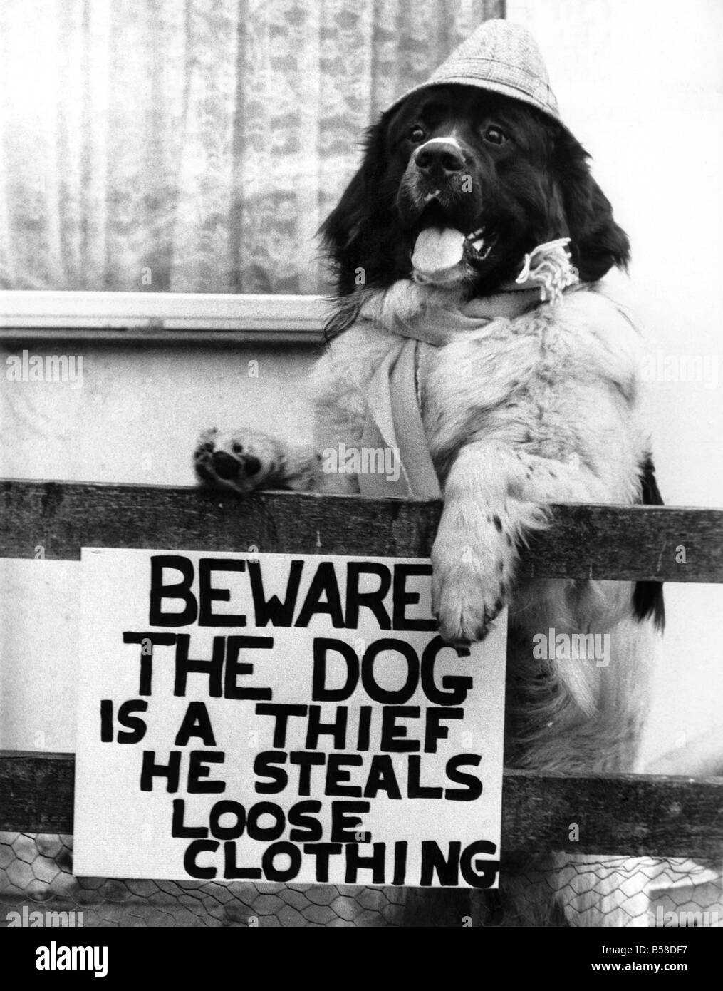 Allow me to take your coat sir! Beware...Joe the Dog. June 1989 P006054 ...