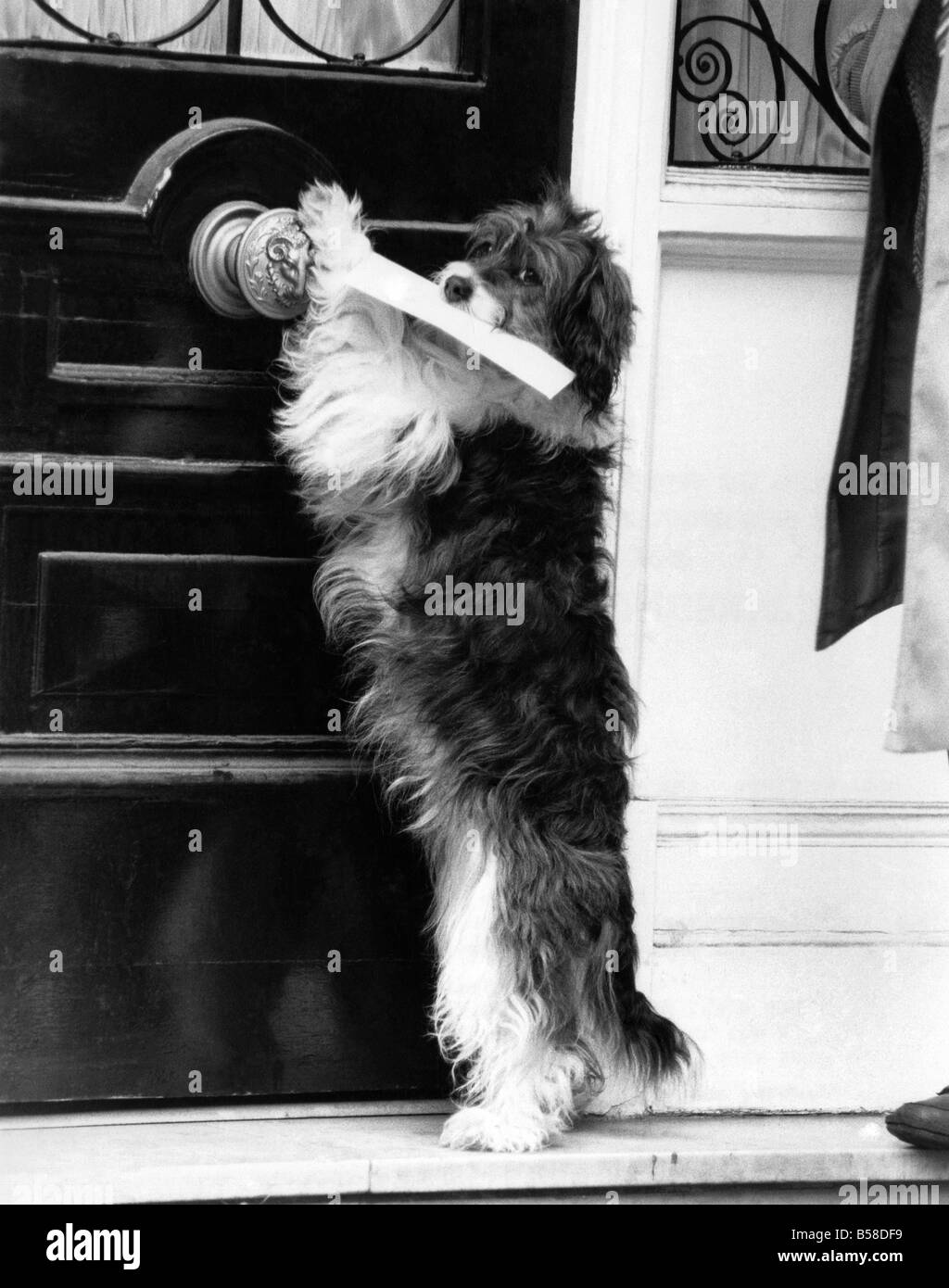 What Are The Rules For Keeping A Pungsan Dog In Austria