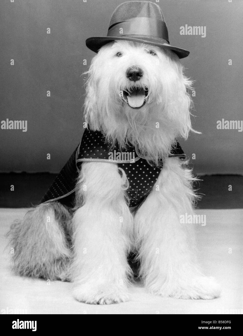 Spotty Dog...Street style for £50. July 1986 P006059 Stock Photo - Alamy