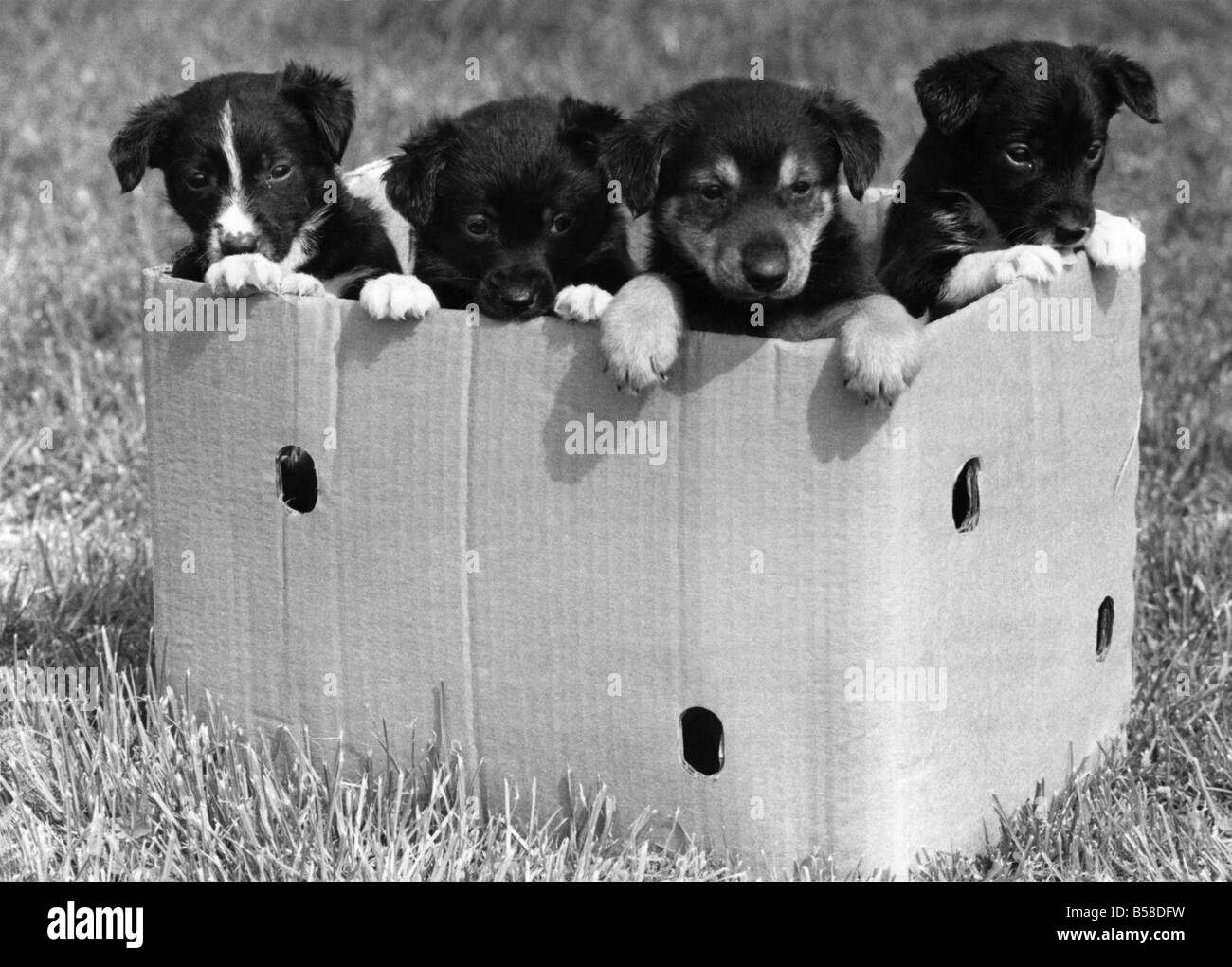 Cardboard box of puppies hi-res stock photography and images - Alamy