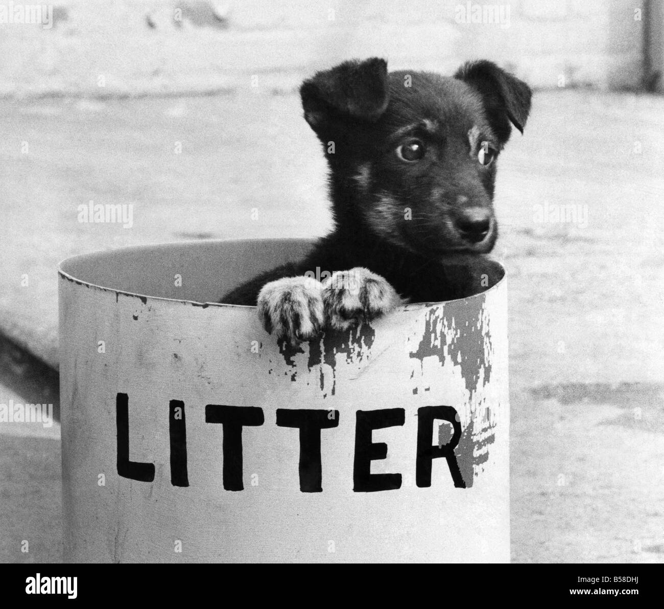 Dog in rubbish Black and White Stock Photos & Images - Alamy