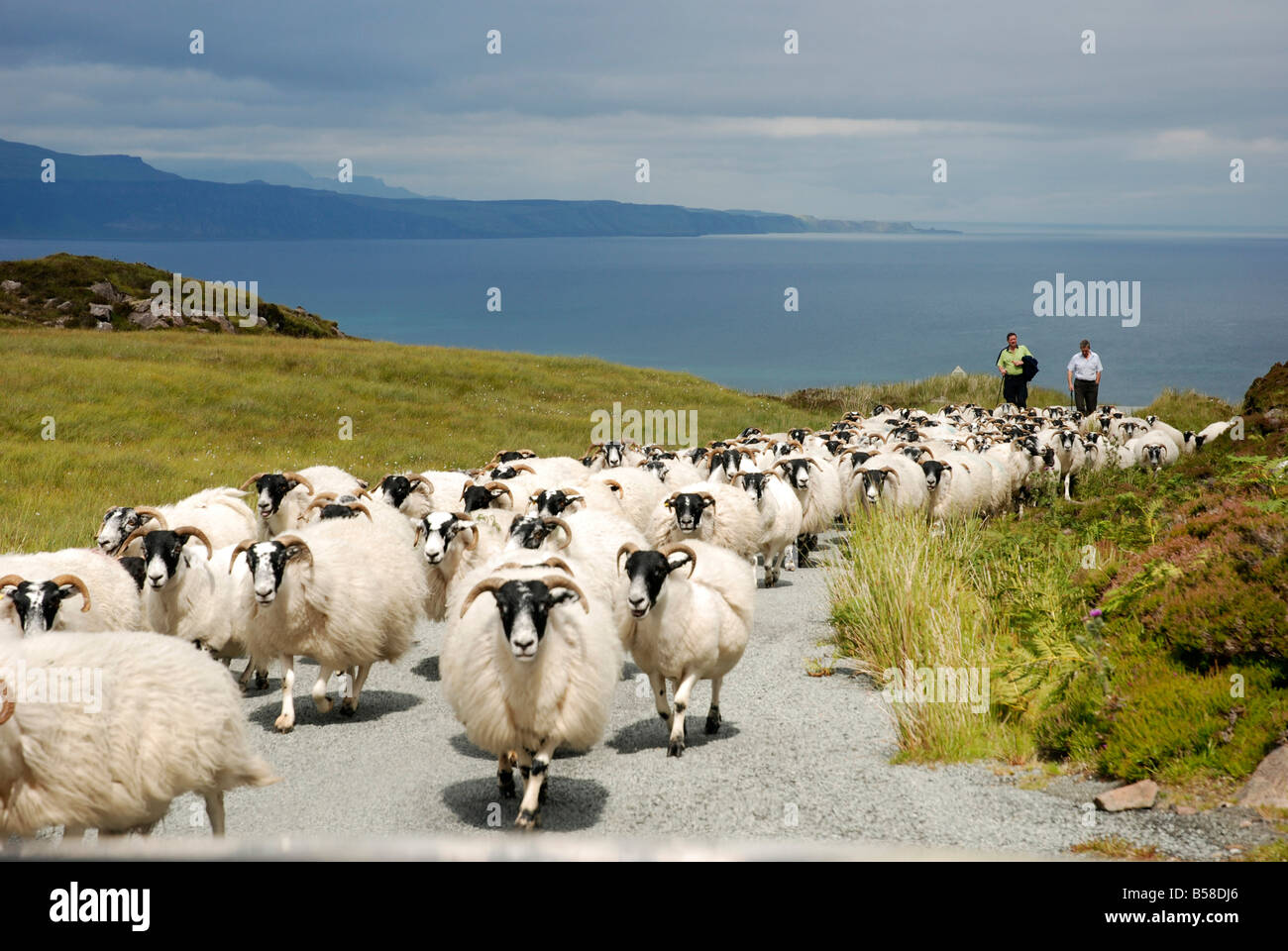 Bringing in the Sheep Raasay Stock Photo - Alamy
