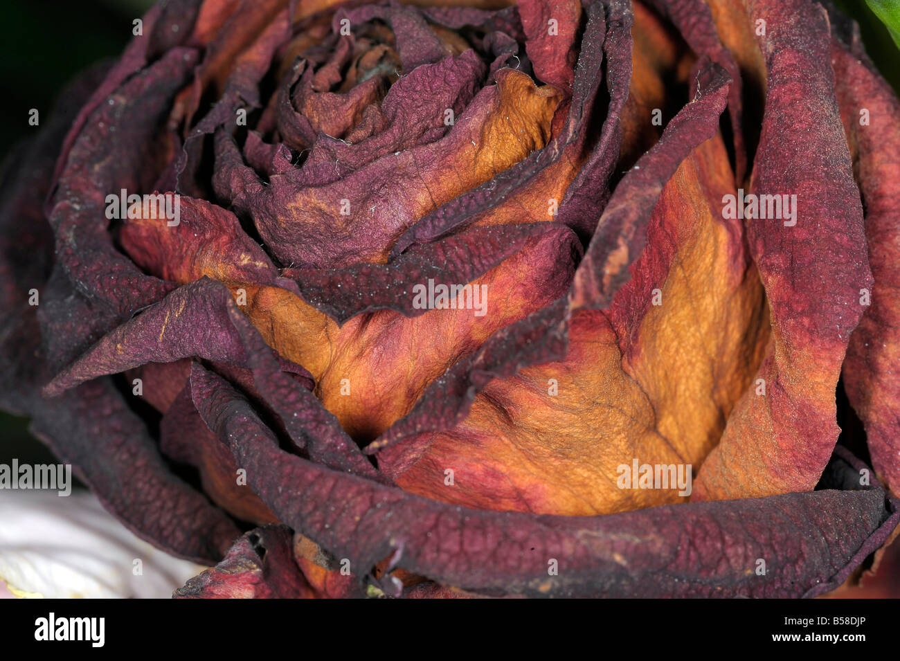 Decaying flower funeral hi-res stock photography and images - Alamy