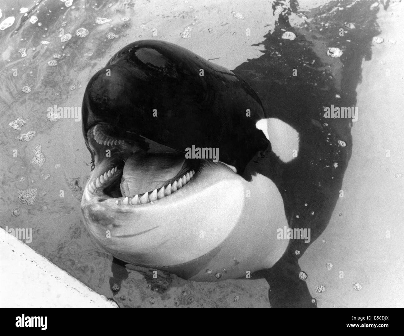 Killer Whale: So Playful Nemo in his Clacton Pier pool. February 1985 ...