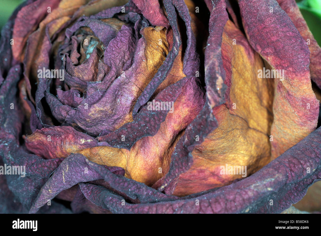 red purple rose funereal funeral dying decaying flower detail macro ...