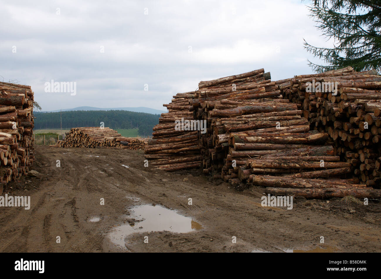 Environmental damage caused by Logging in Balronald Wood Scotland UK ...