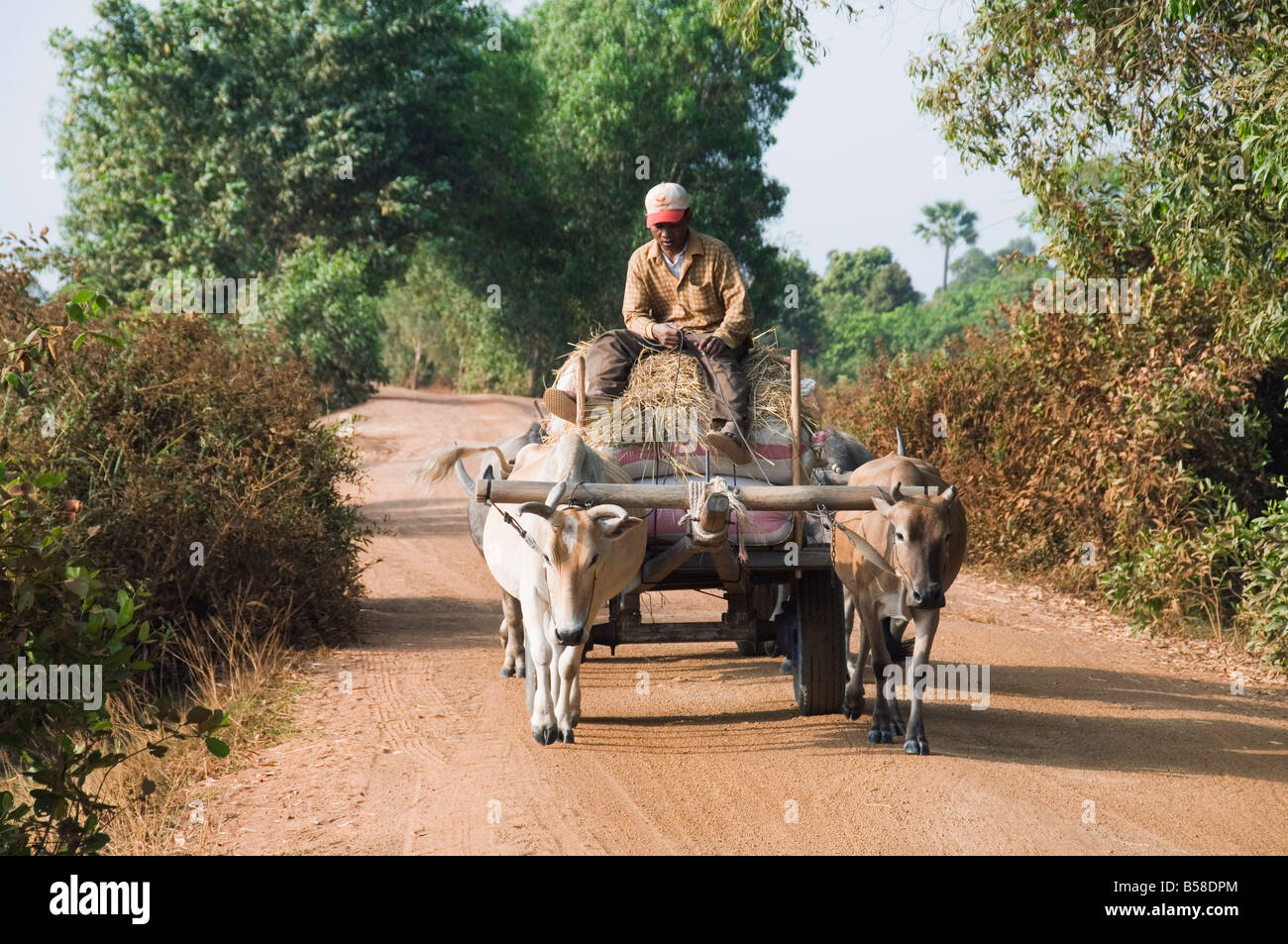 Ox cart cambodia hi-res stock photography and images - Alamy