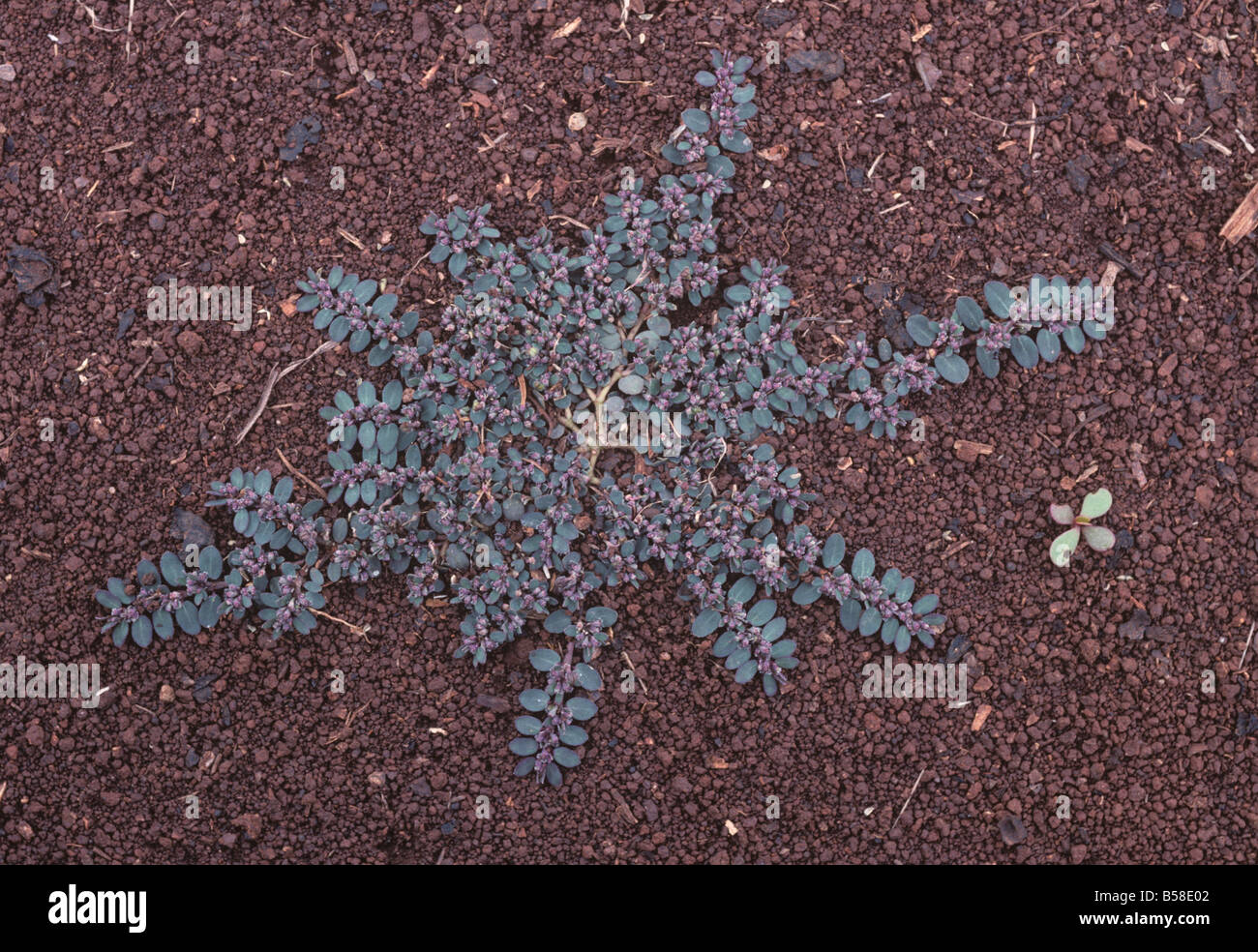 Prostrate spurge hi-res stock photography and images - Alamy