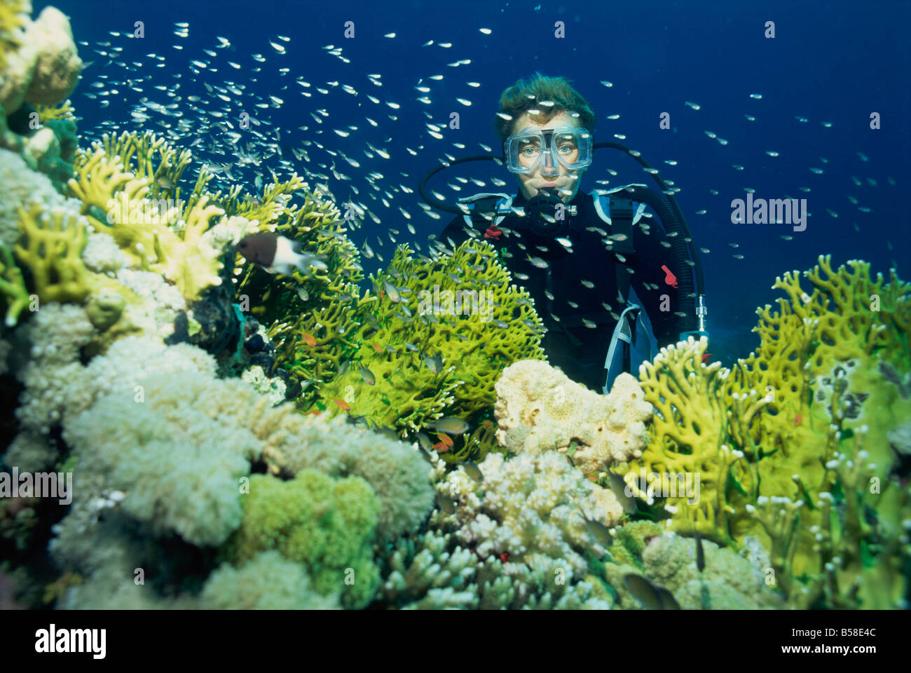 Diver with Anthias fish swimming around hard coral Gordon Reef Straits ...