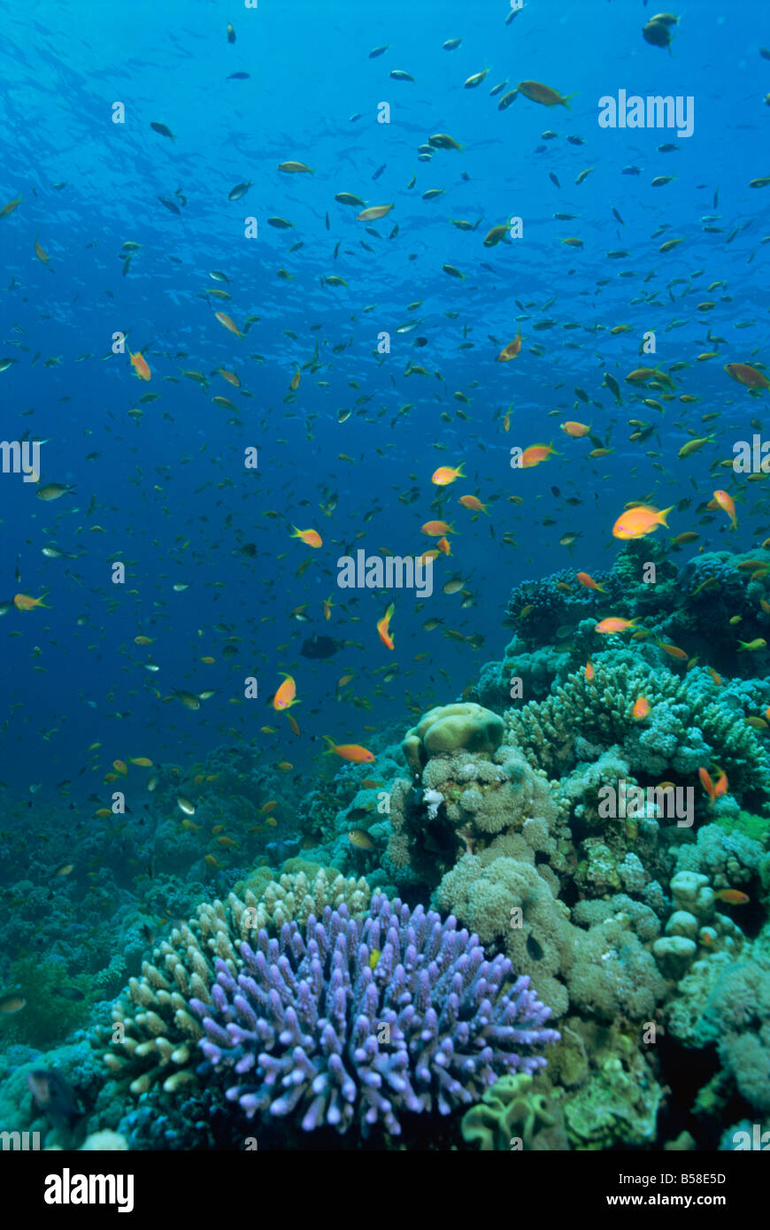 Murray reefs hi-res stock photography and images - Alamy