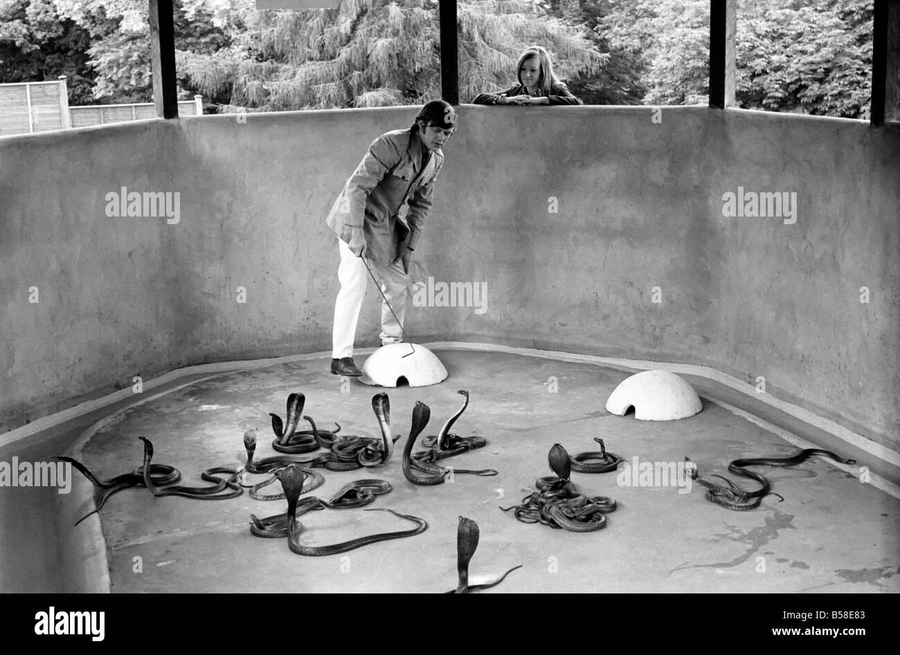 Snakes: Watched warily by his wife Patricia, snake handler Peter Waters ...