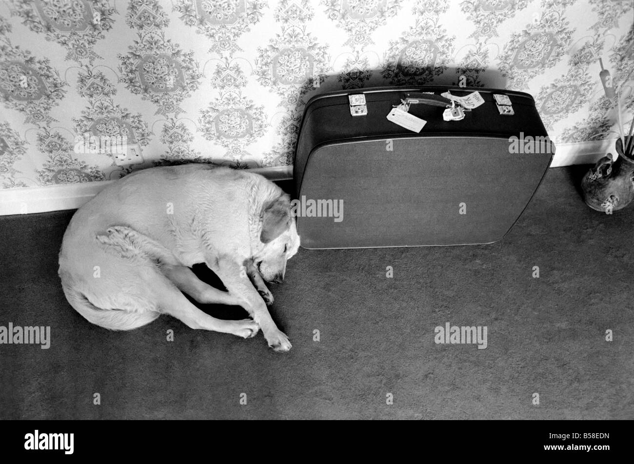 Cleo the dog hi-res stock photography and images - Alamy