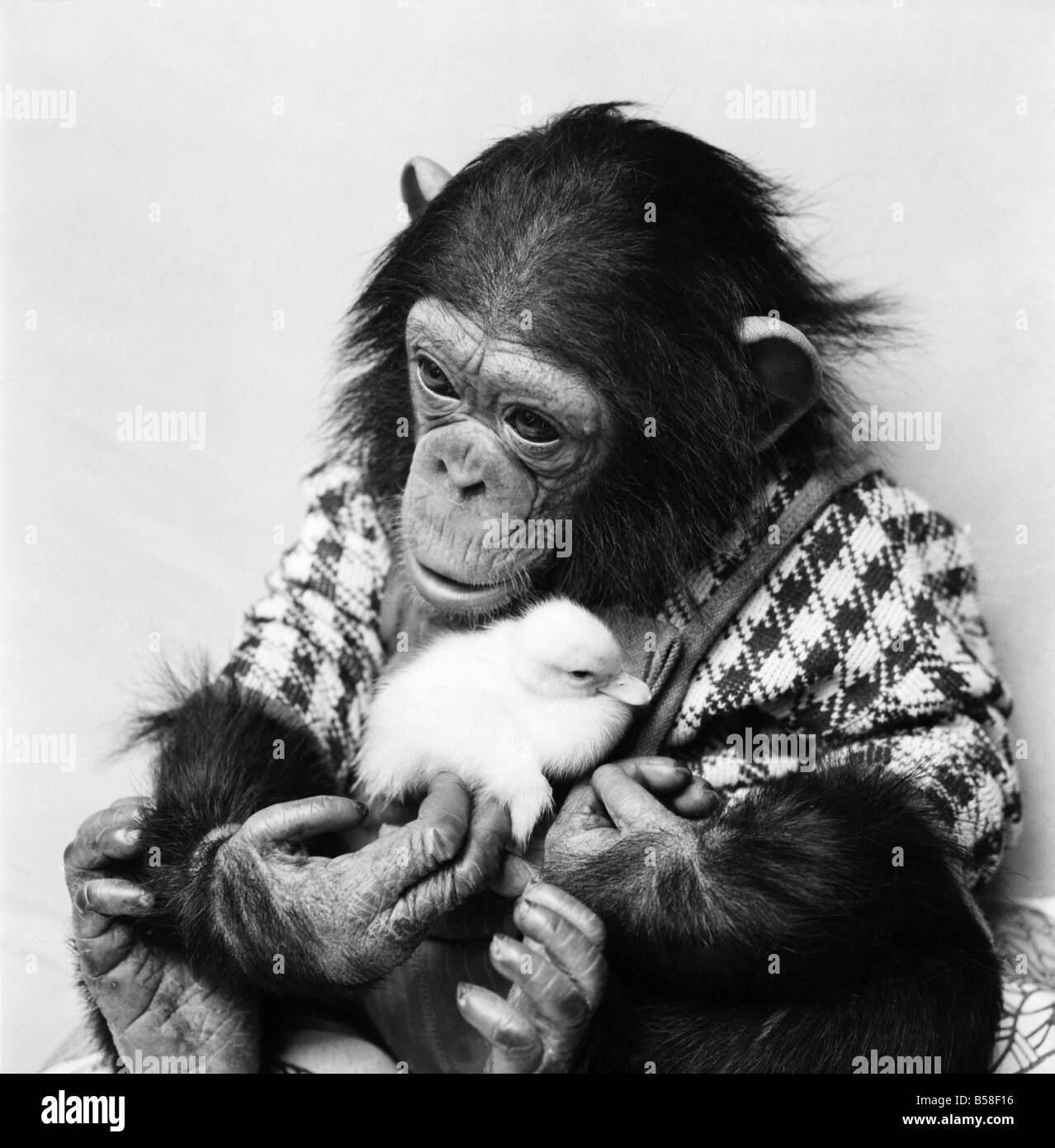Animals: Cute: Chimp. March 1975 75-01526-014 Stock Photo - Alamy