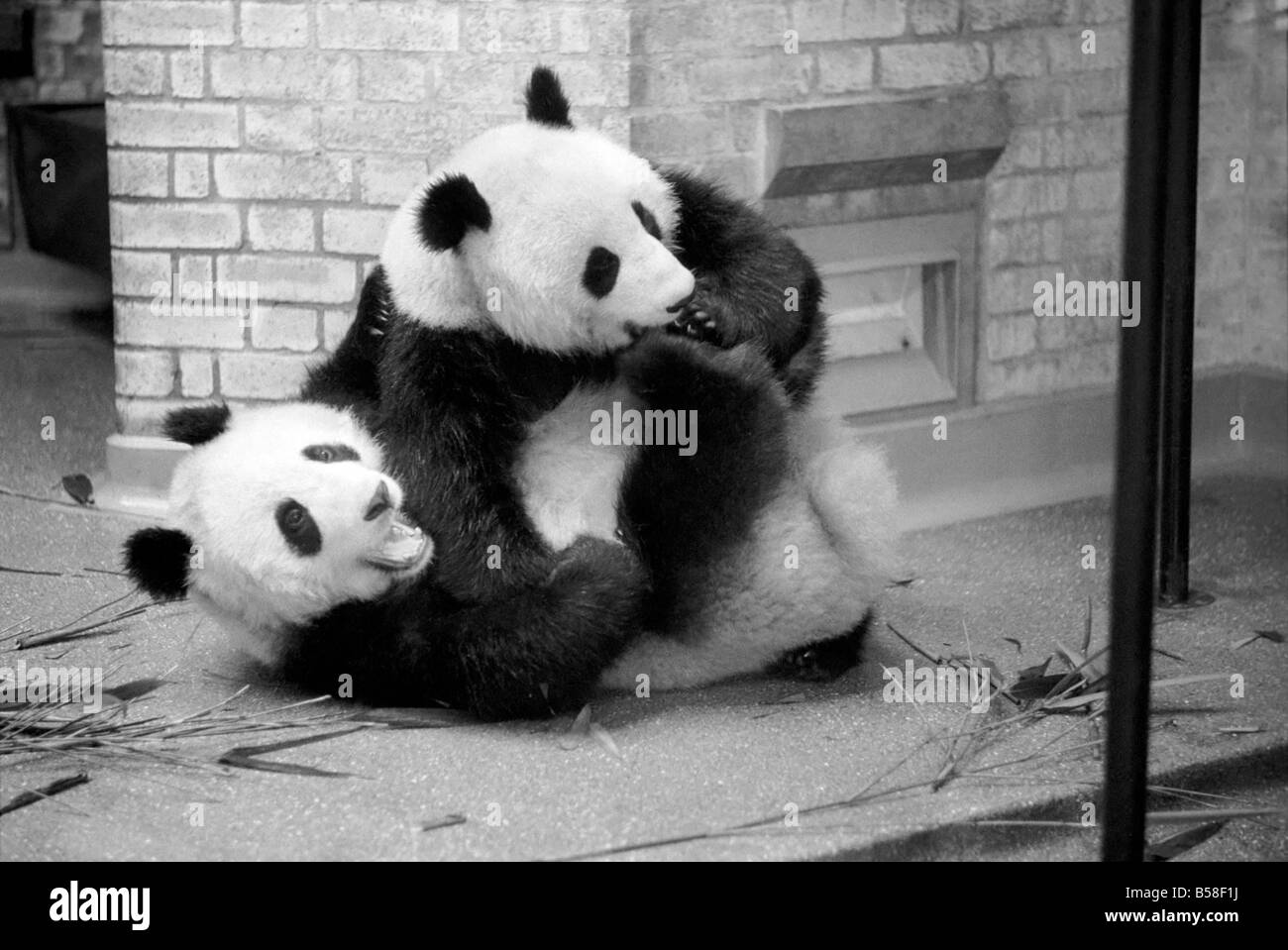 Bears: Cute: Panda's: Ching-Ching and Chia-Chia frolicking at London ...