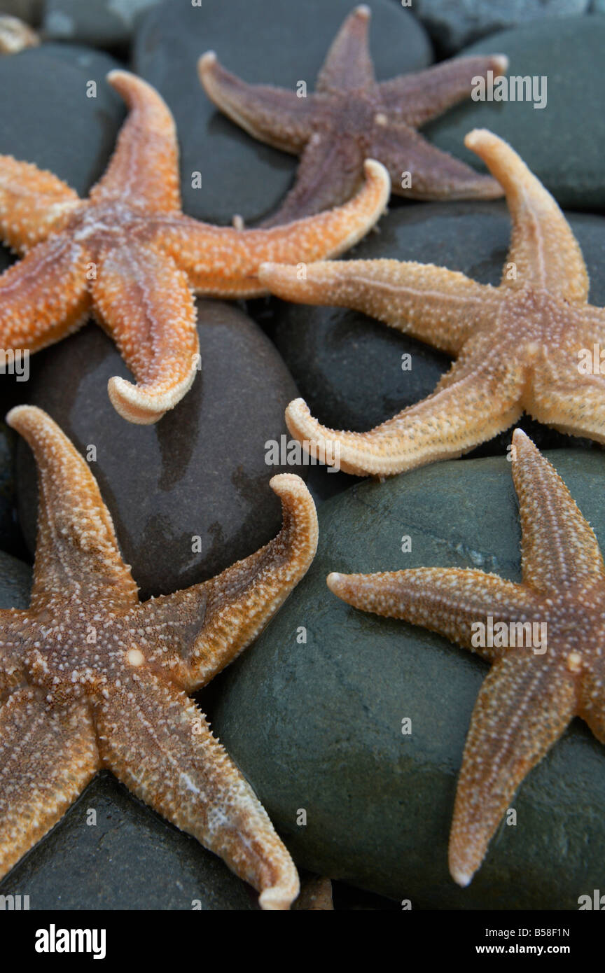 5 five Common starfish Asterias rubens on wet pebbles on a sea shore in ...