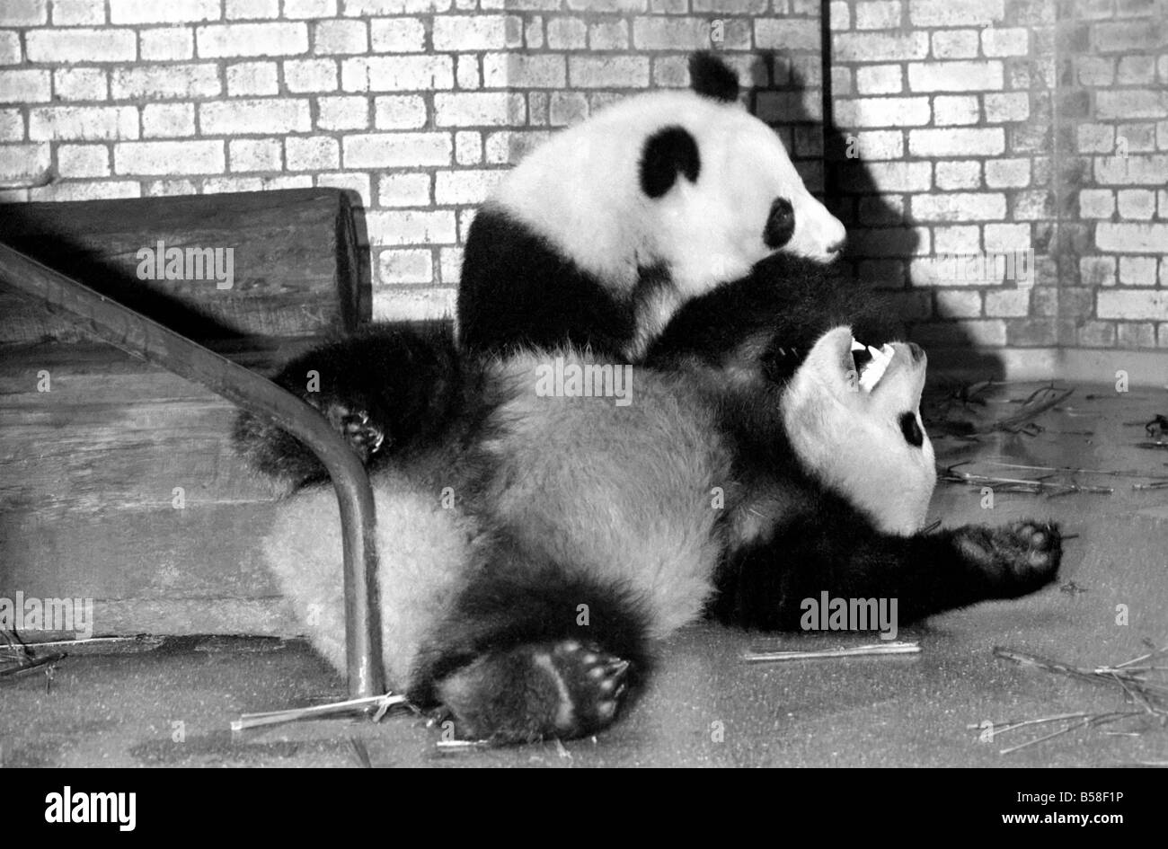 Bears: Cute: Panda's: Ching-Ching and Chia-Chia frolicking at London ...