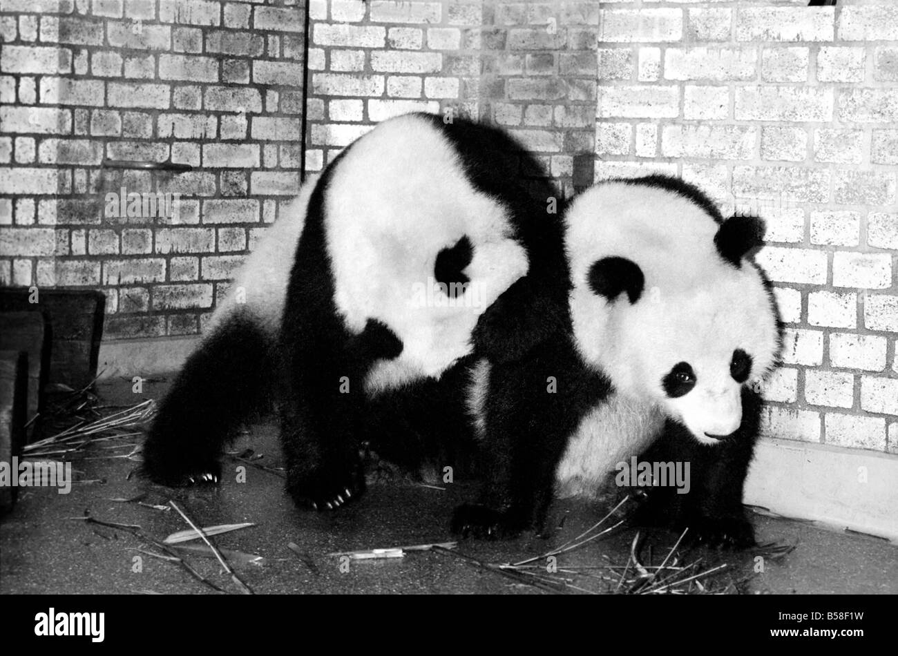 Bears: Cute: Panda's: Ching-Ching and Chia-Chia frolicking at London ...